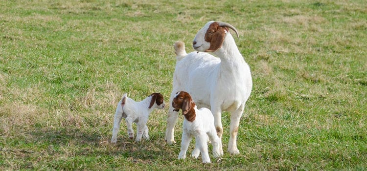 Guide to Goat Feed and Nutrition | West Feeds, Inc.